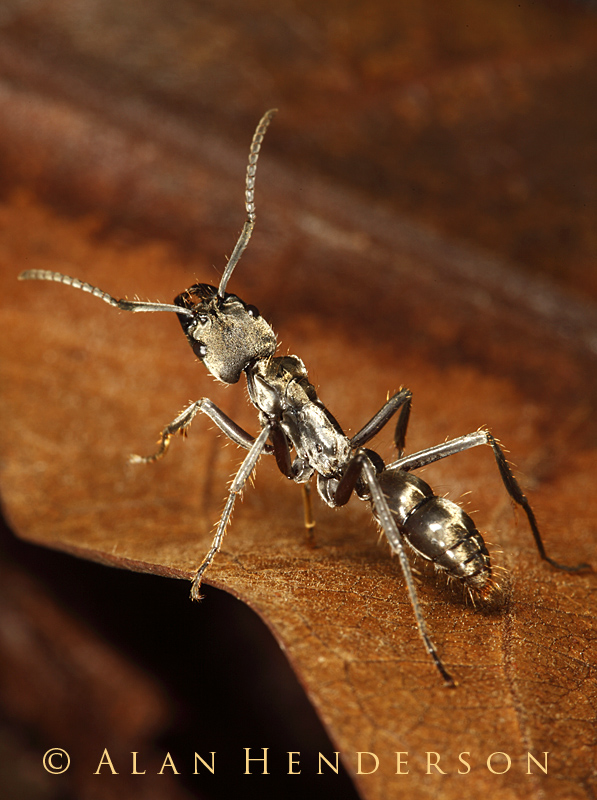 Minibeast Wildlife - Rainforest Encounters: Costa Rica - A mixed bag