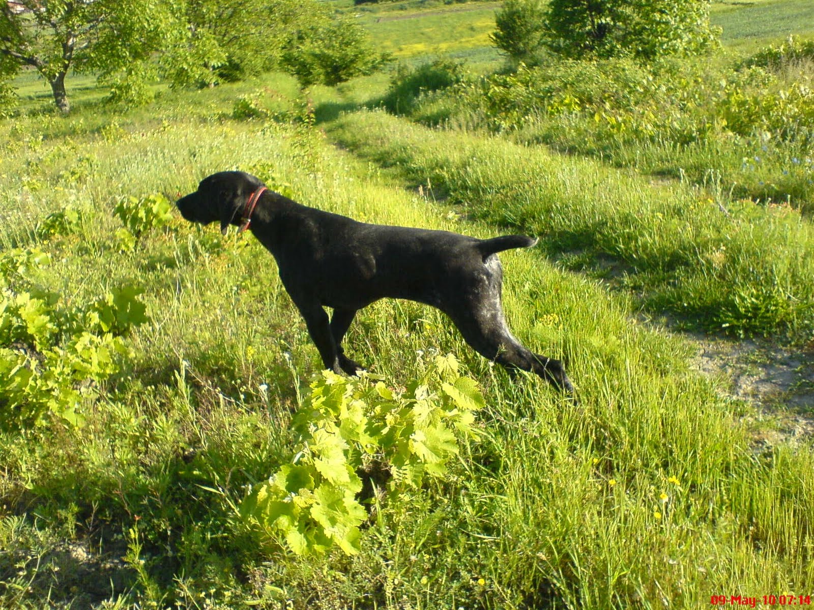 pticari vo makedonija