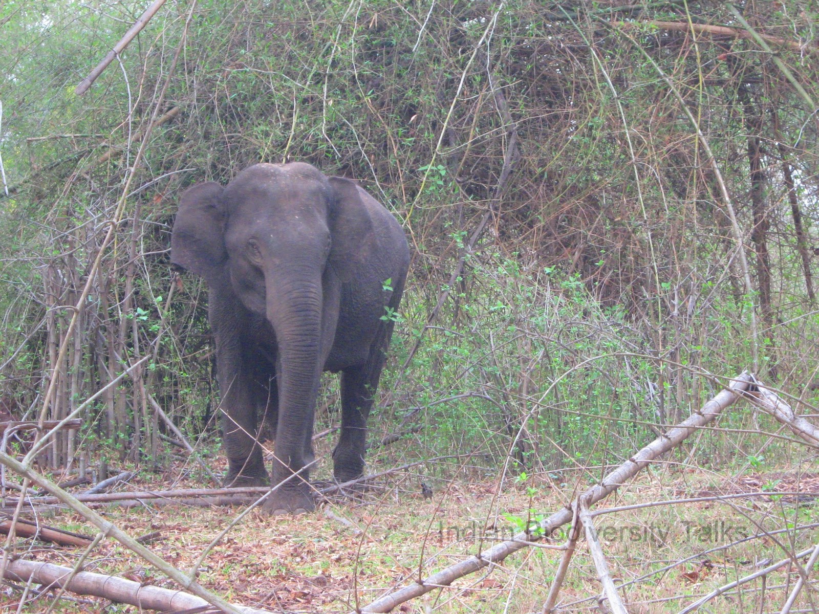 Indian Biodiversity Talks: Texting facility to warn about elephant ...