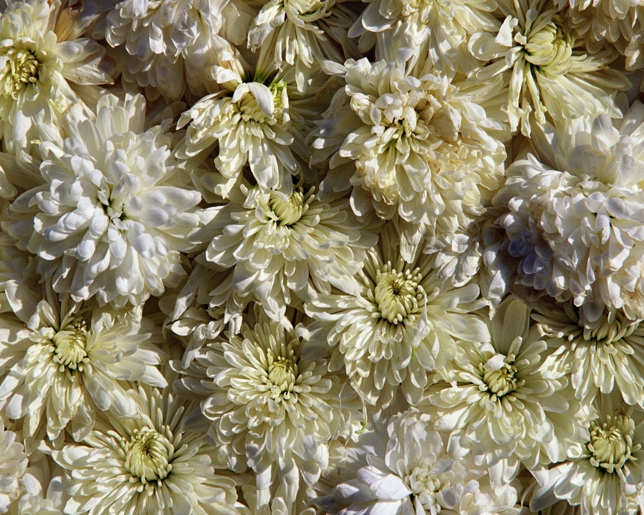 Wallpaper India: 50 Eye Catching Flowers