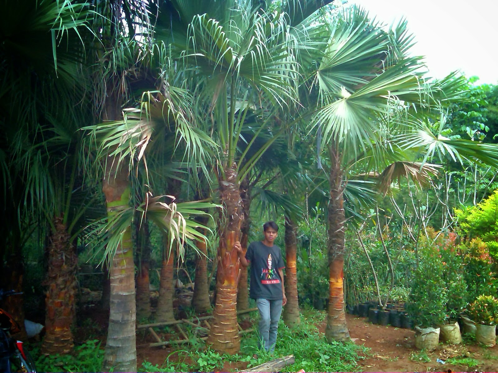 Jual Palem Sadeng dan Berbagai JenisPohon Palem | Berbakat Taman ...