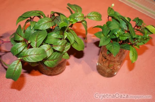 Ožiljene reznice fuksije/Fuchsie | Cvjetna Oaza - Sve o cvijecu