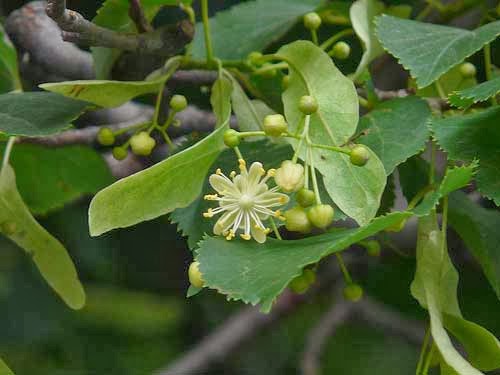 Propiedades de la tila (o tilo) ~ La maratón del caracol