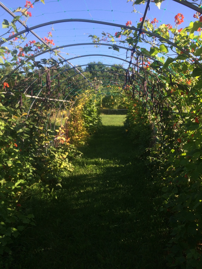 Saving Fossils with Sunlight: Bean Tunnel: Growing Four Months