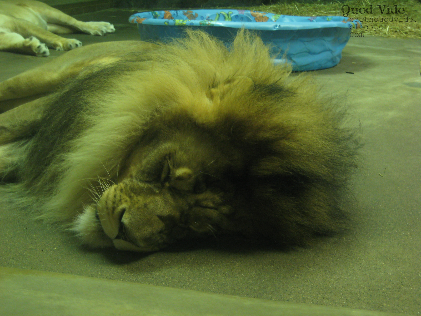 Quod Vide: Minnesota is Epic (Expanded Version)