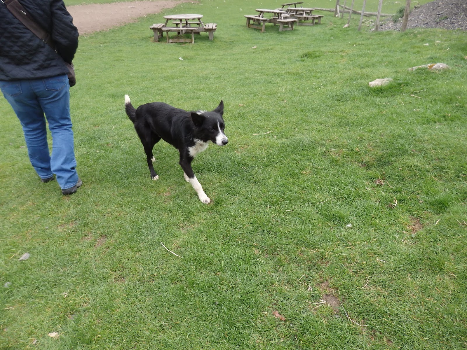 2 On the Road: Scotland - Leault Working Sheepdogs