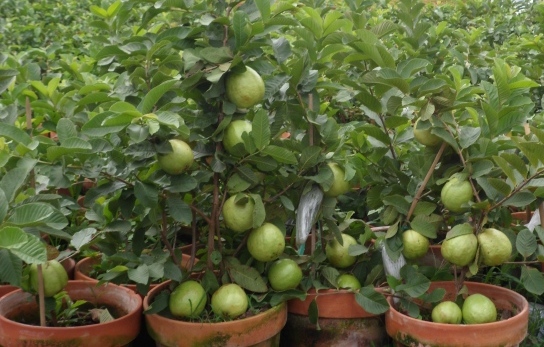 How To Grow Guava Tree - Kilimo Hai