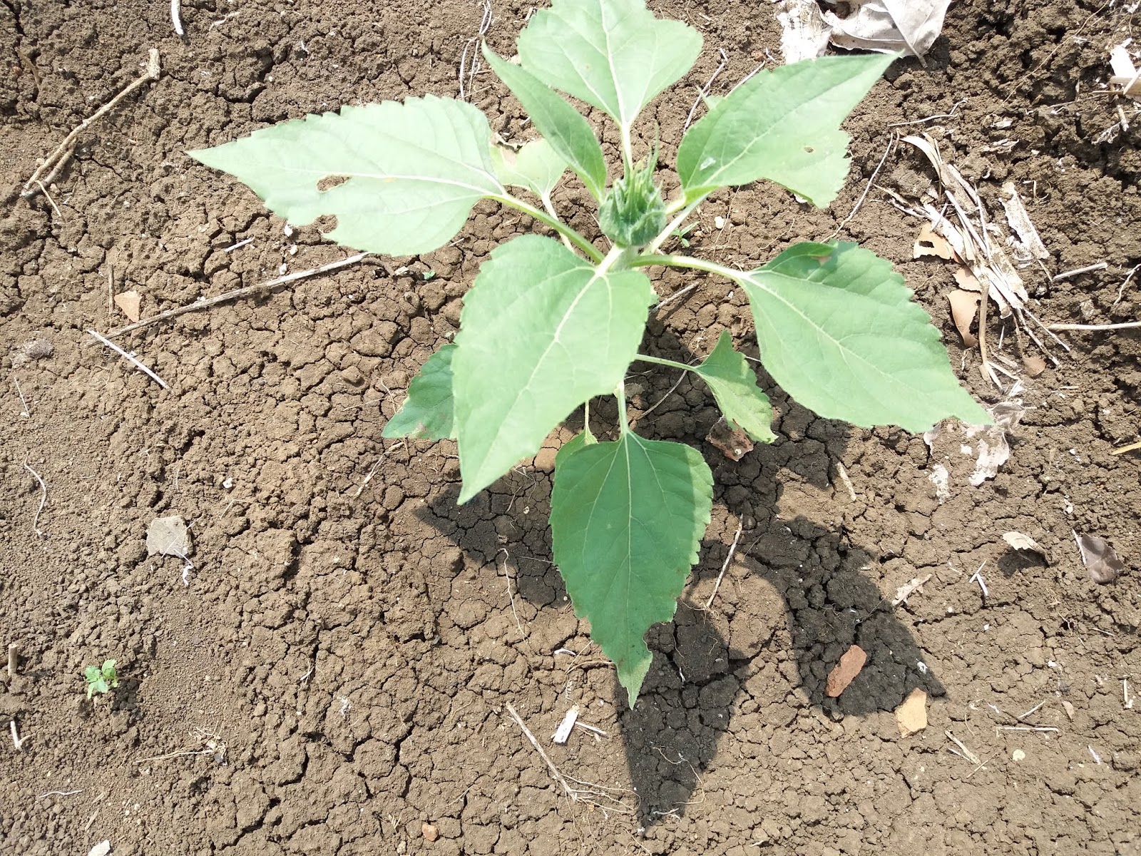 Cara Menanam Bunga Matahari di Tahan Grumosol ~ teh dan ubi