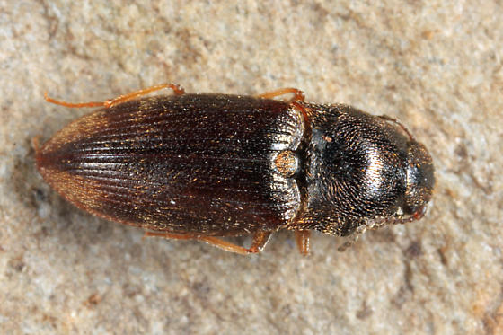 Free Wallpapers: Abbreviated Wireworm