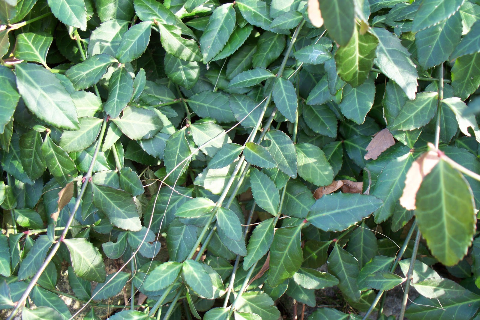 Purple Wintercreeper