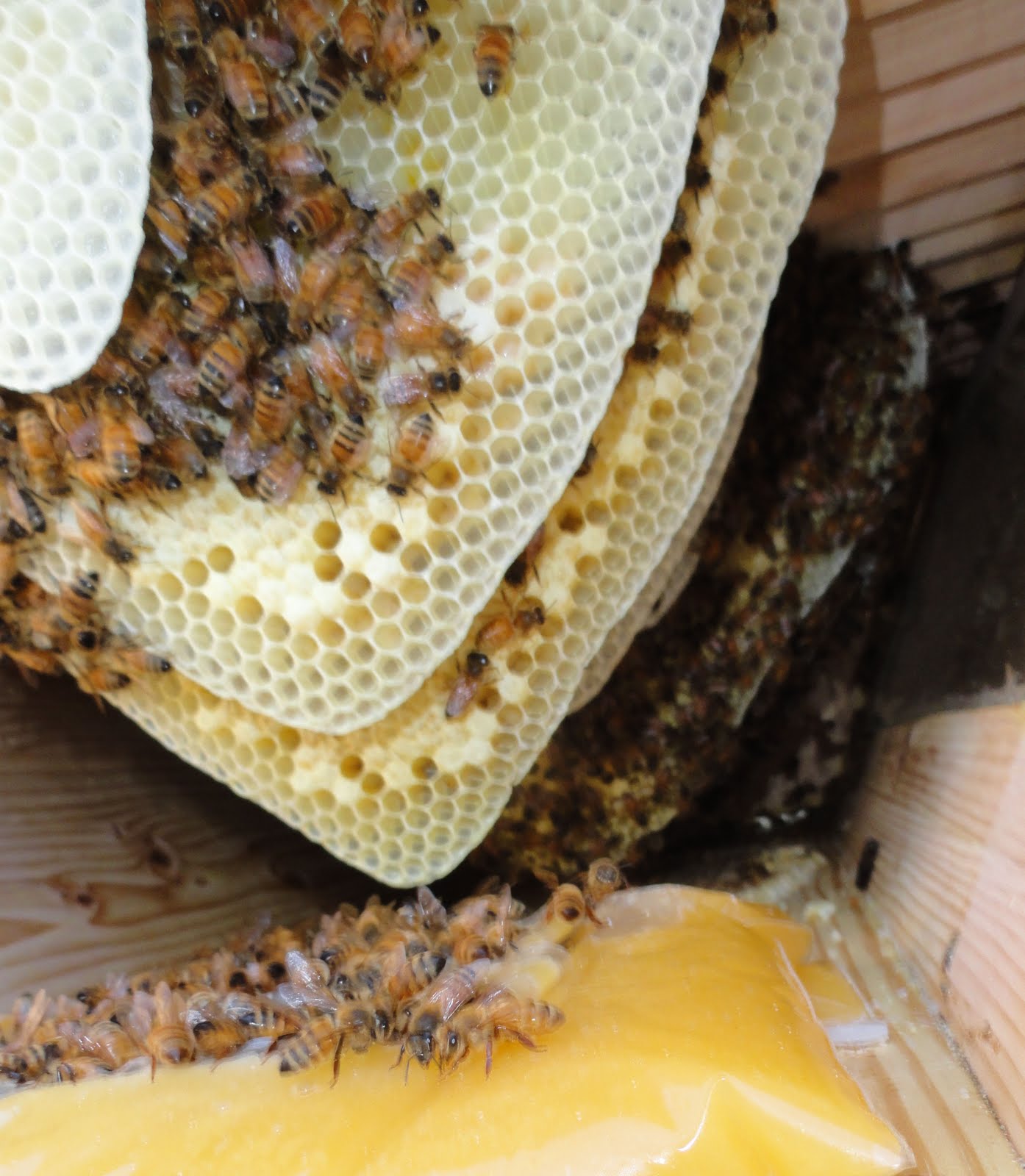 Mustang Dreams....: New comb in the bee hive...