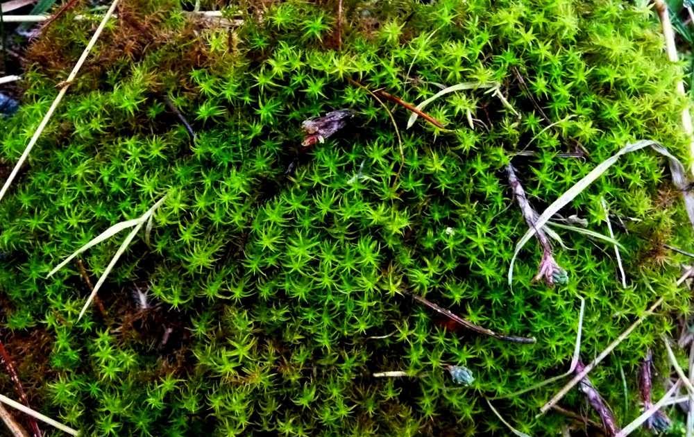 r o b i n 's y a r d: Star moss