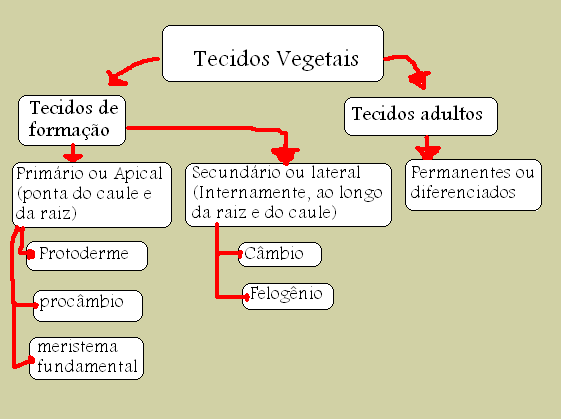 Tecidos - Histologia Vegetal: TECIDOS MERISTEMÁTICOS