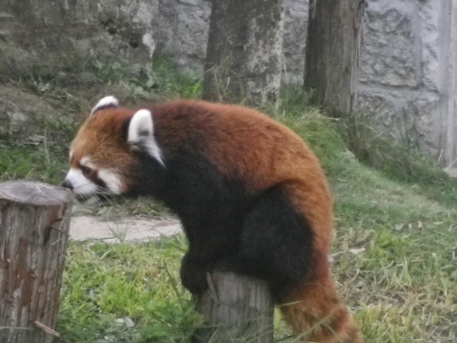 Exchange year in Japan: Hiroshima loomaaed