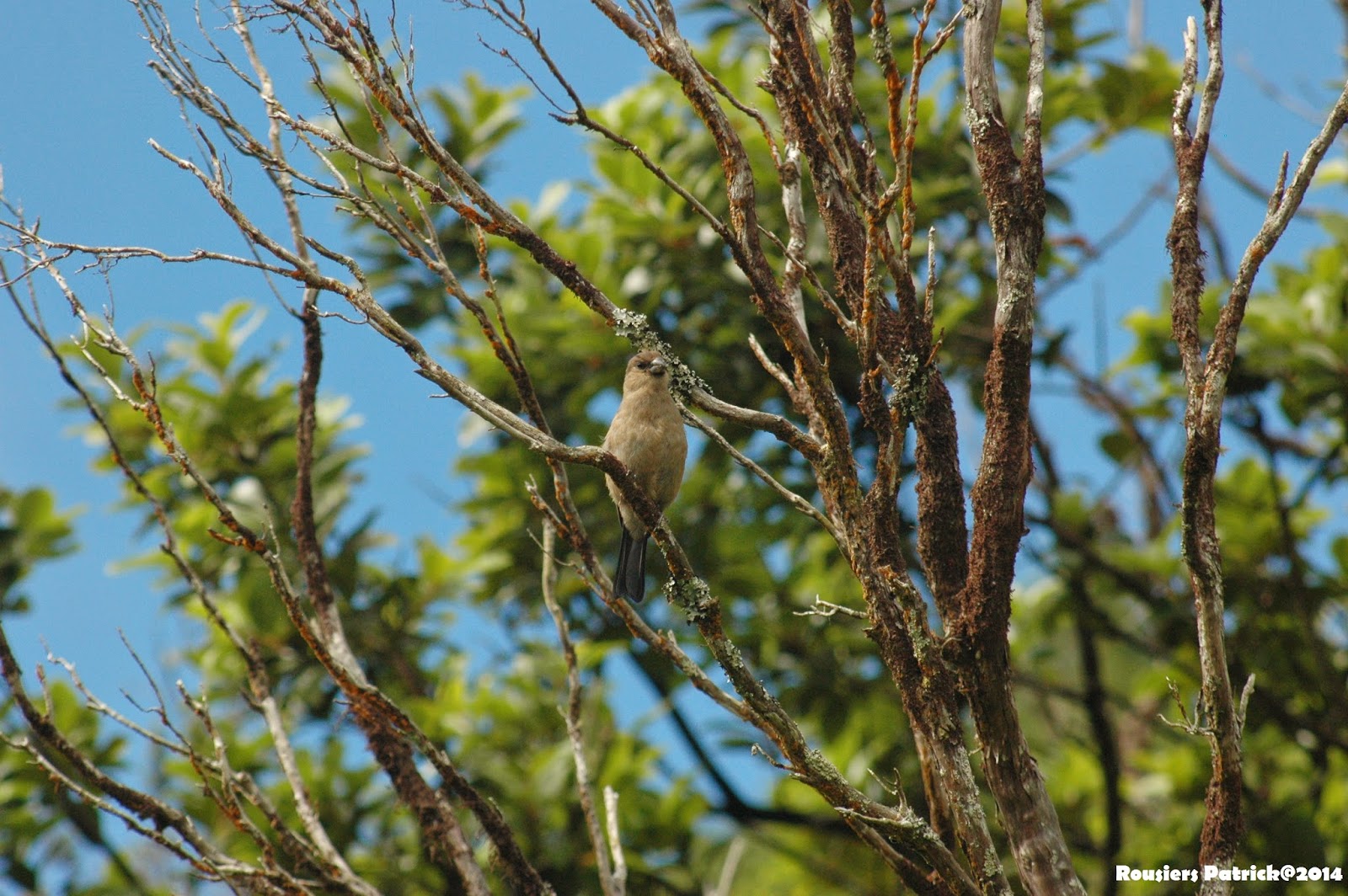 SPEA Açores: Visitantes partilham as suas observações de Priolo
