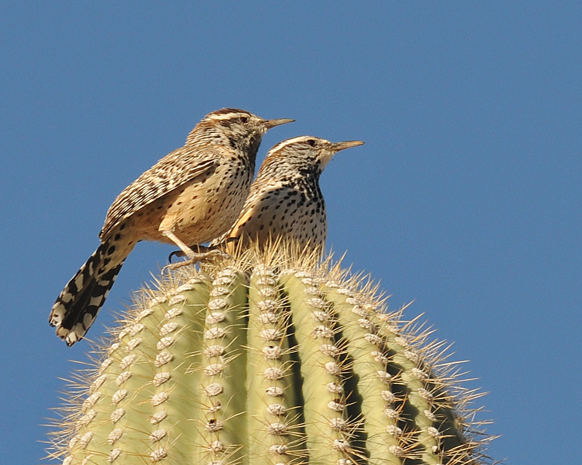 Your Daily Dose of Sabino Canyon: Stately Birds