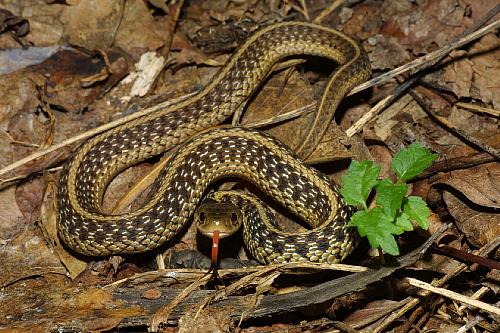 Garter Snake - Animals Photos