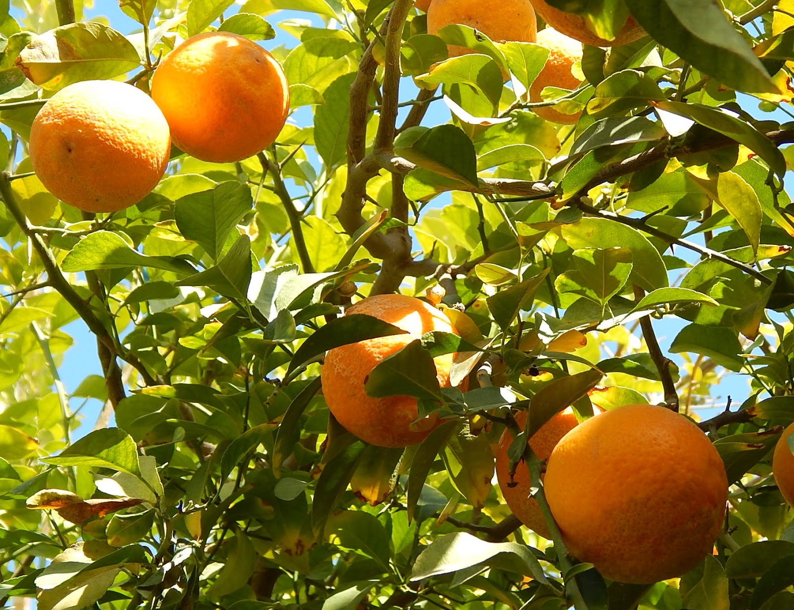 Kuweight 64: VISIT TO BLUE LAKE FARM - ALBOHAYRA ALZARQA