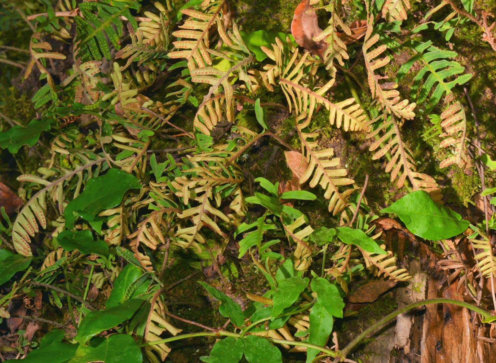 Nature Ramblers: Ramble Report October 30 2014