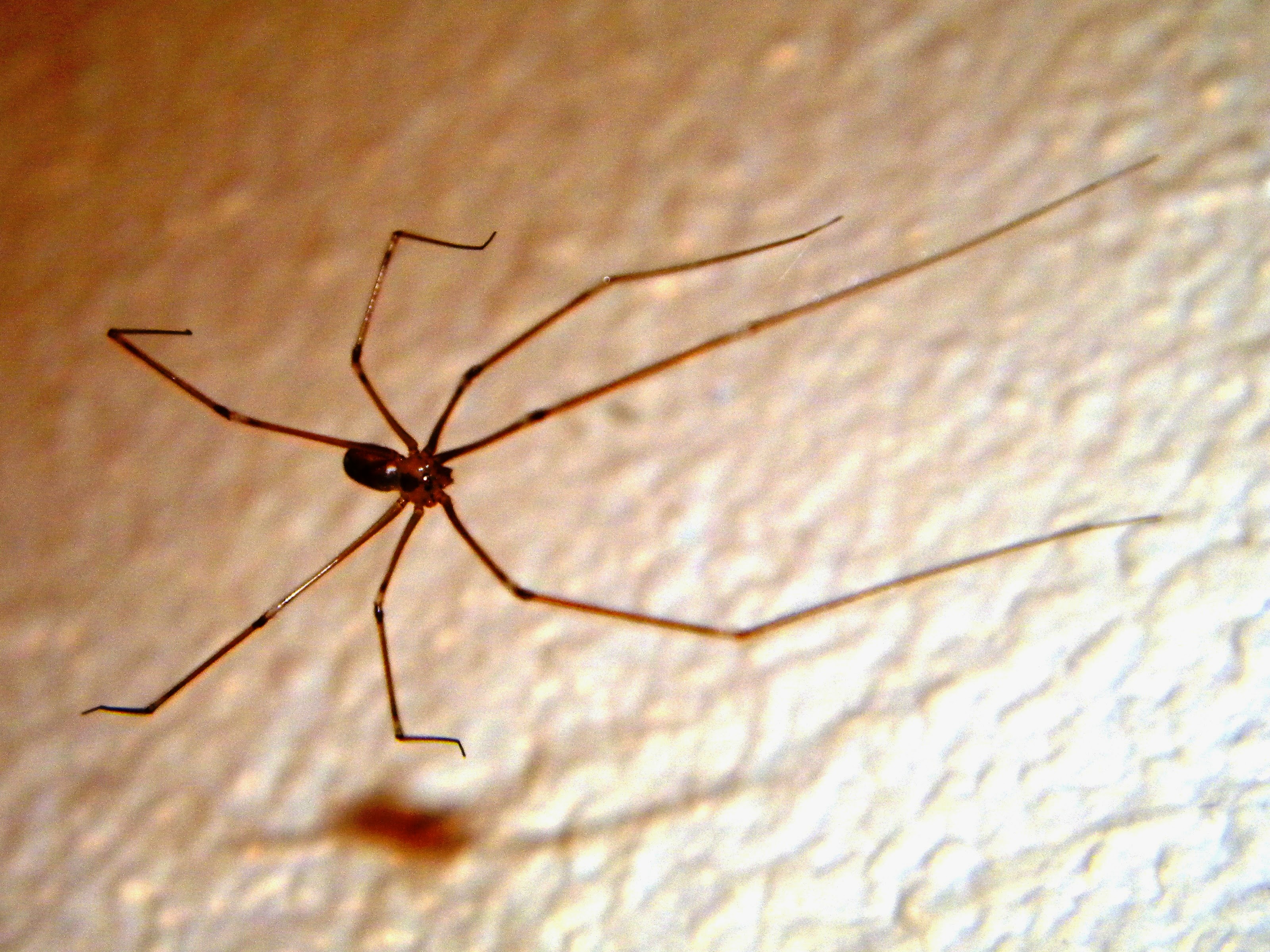 WEB OF EVIL (& ENNUI): Seven-Legged Spider Sunday