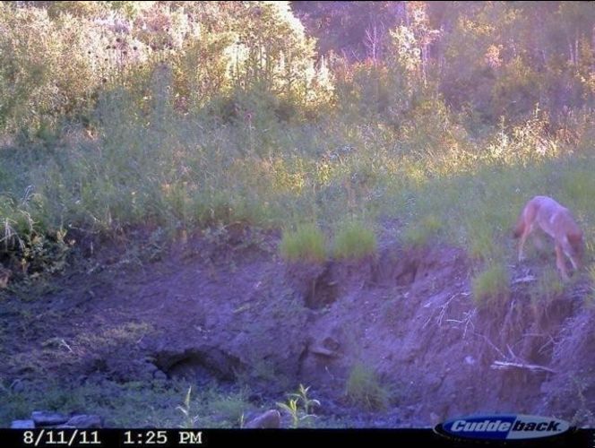 White Wolf : Utah's first wolf pack. (Video)