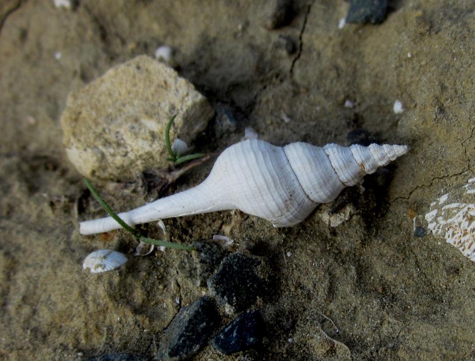 Biodiversity of Cyprus by NGO Protection of the Natural Heritage and ...