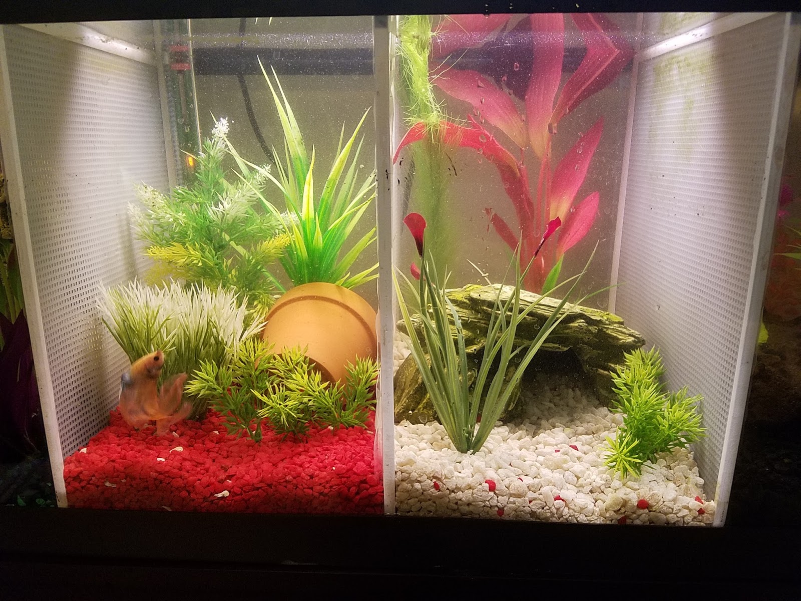 Polly Rambles: Betta Care: A tank divided