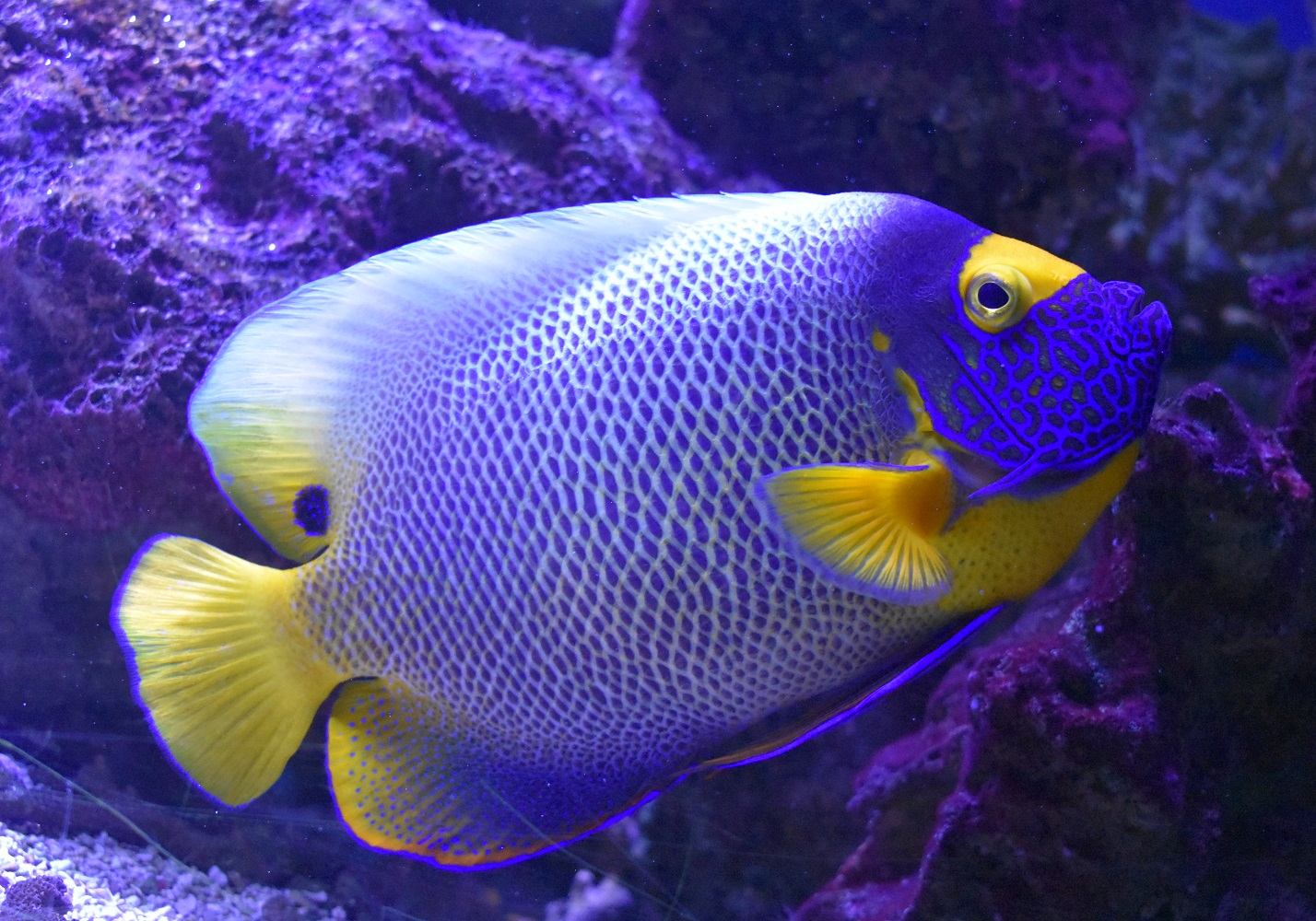 ZOOTOGRAFIANDO (6.100 ANIMALS): PEZ ÁNGEL DE CARA AZUL / YELLOWFACE ...