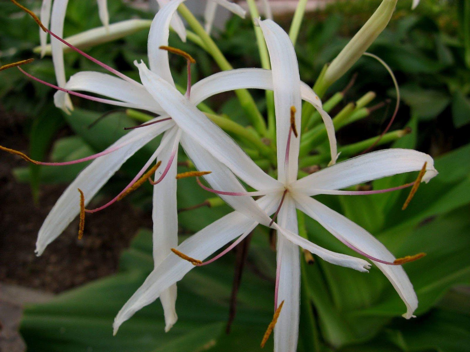 Canada Floral Delivery Blog: The Ancient Crinum Lily