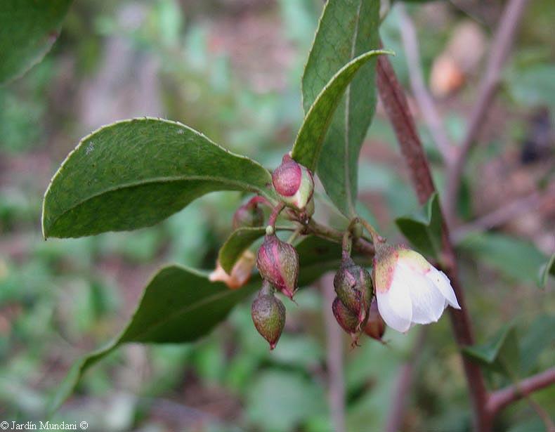 Sangrando en verde: El Mocán, sus bayas alimentaron a los guanches
