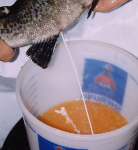 Riswin Zahari: Sperma Salmon