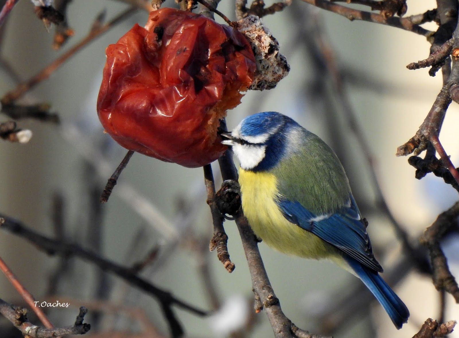 PASARI DIN ROMANIA: PITIGOI ALBASTRU (1), Cyanistes caeruleus