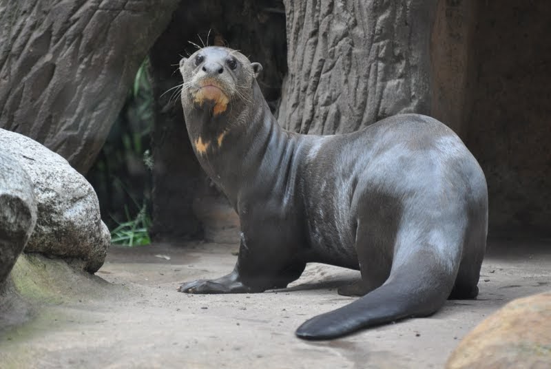 ZOOTOGRAFIANDO (MI COLECCIÓN DE FOTOS DE ANIMALES): NUTRIA GIGANTE DEL ...