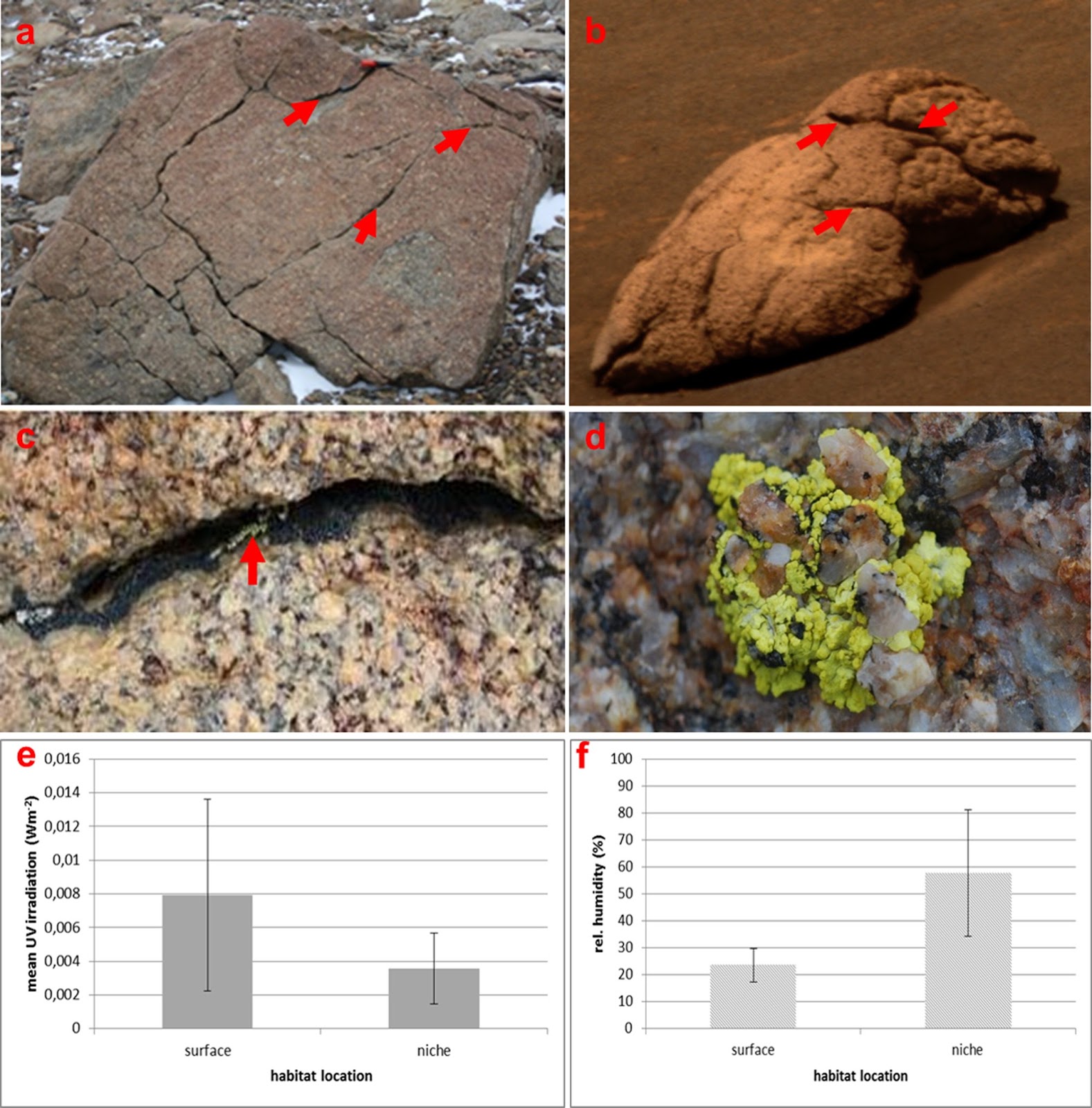The Dragon's Tales: How to Terraform Mars: Start with Antarctic Lichen