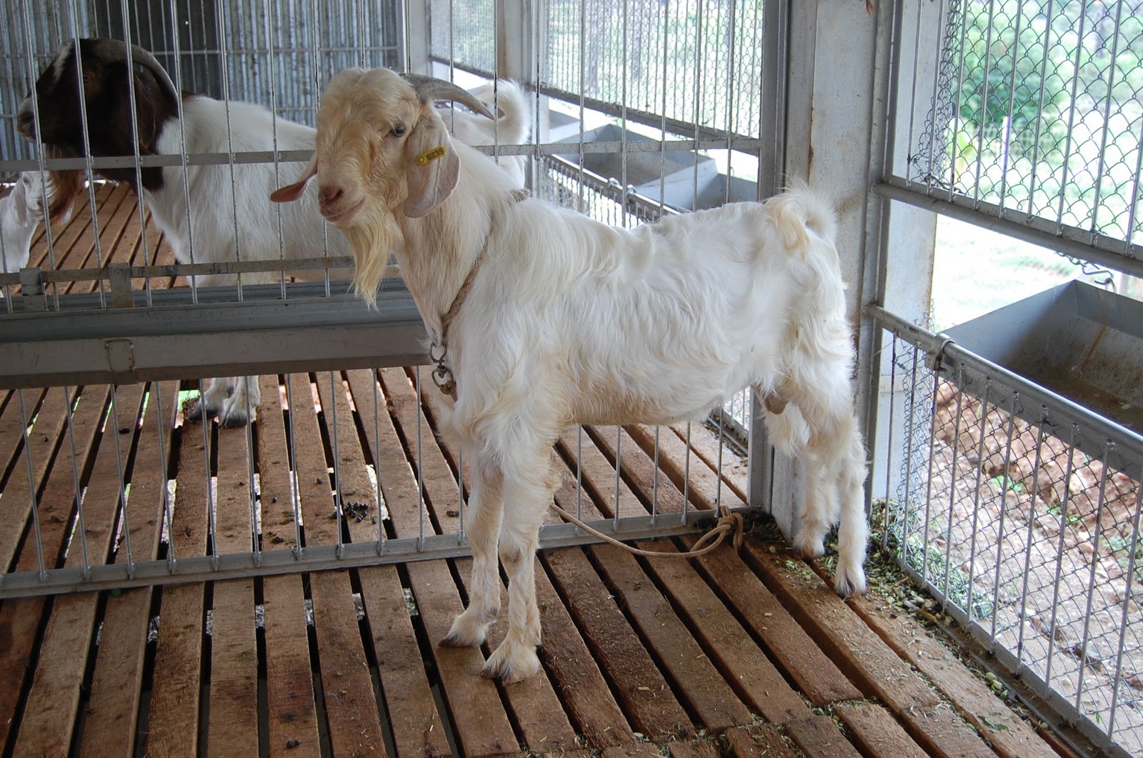 veeravasu goat farm: VEERA GOAT FORM