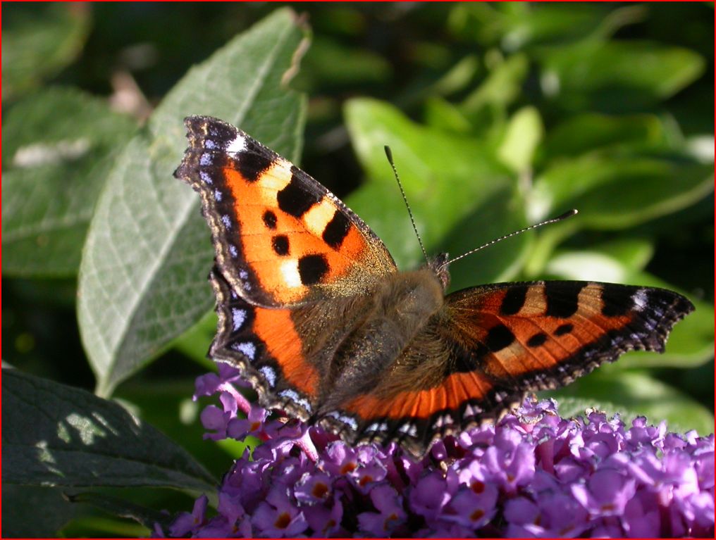 Islay Natural History Trust: Hatch of Small Tortoiseshells (Aglais urticae)
