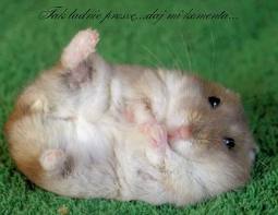 Chomiki: Jak chomiki się zachowują