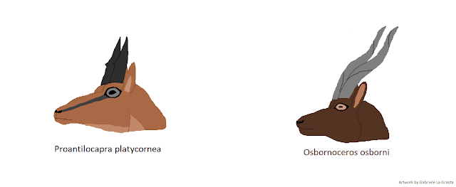 L'antilocapra e la sua complessa storia naturale