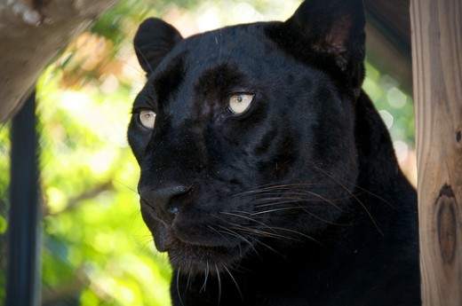 Animals Wallpapers: Black Puma With Yellow Eyes Wallpapers