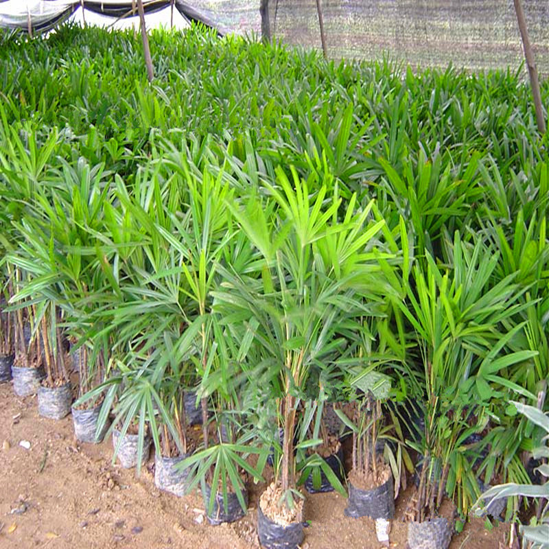 Pohon Palem Komodoria Murah | Commodore Palm | Jual Pohon Palem ...