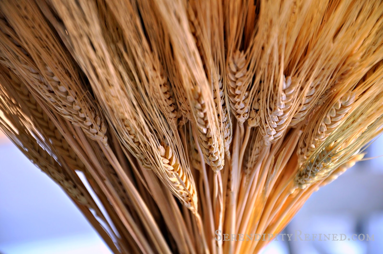 Serendipity Refined Blog: DIY Fall Wheat Bundle Table Decoration
