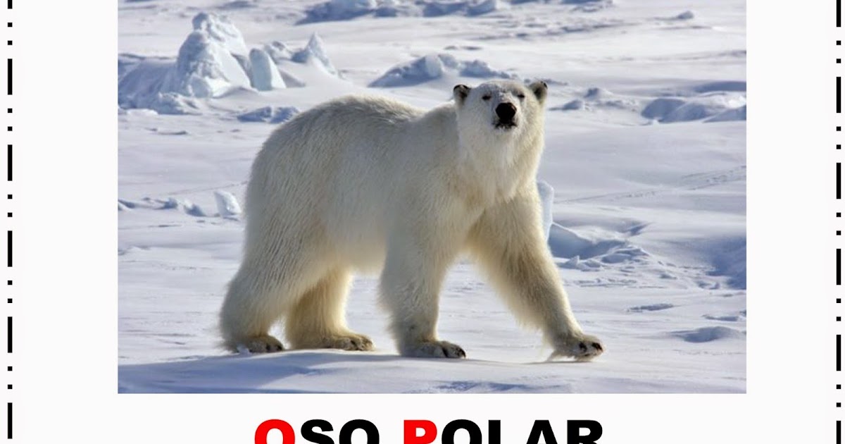 INFANTILBELEN: LOS ANIMALES DEL POLO NORTE