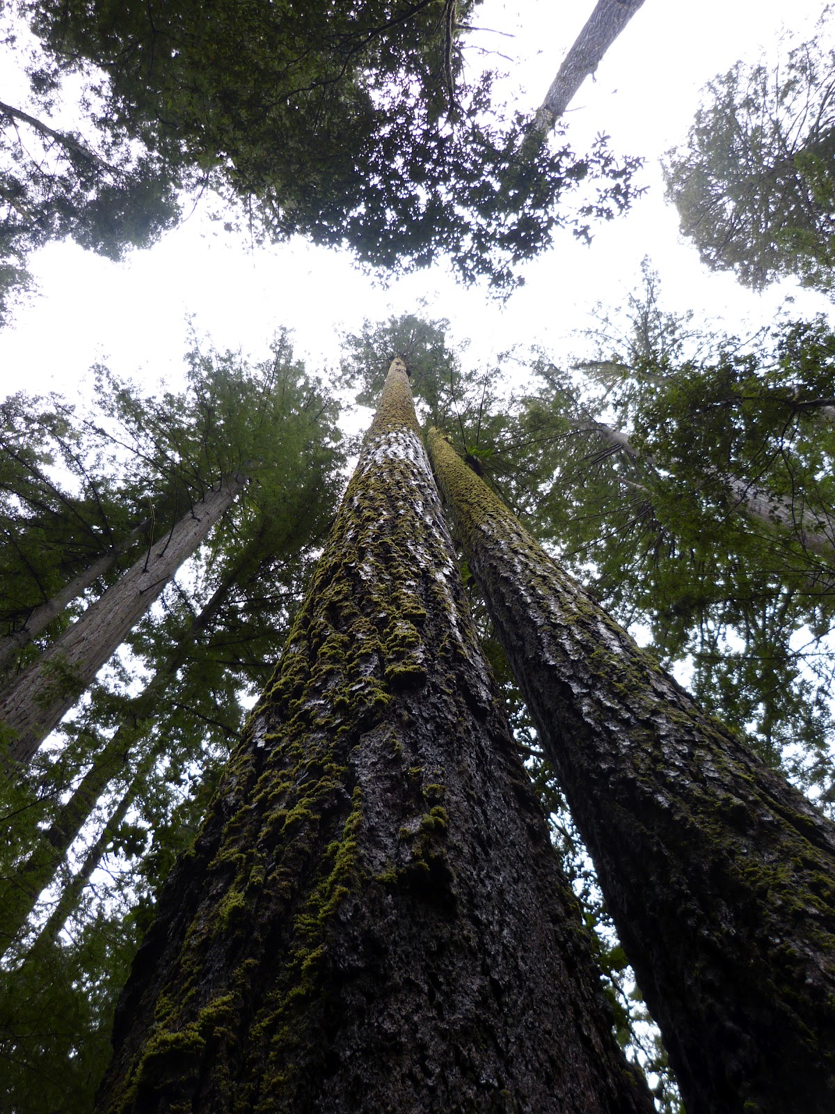 Sweet Home Sweden: Redwood National Park