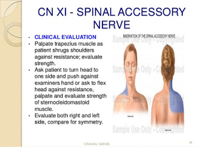 SPINAL ACCESSORY NERVE