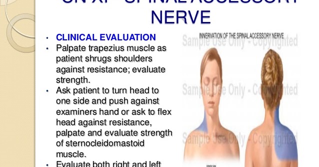 SPINAL ACCESSORY NERVE