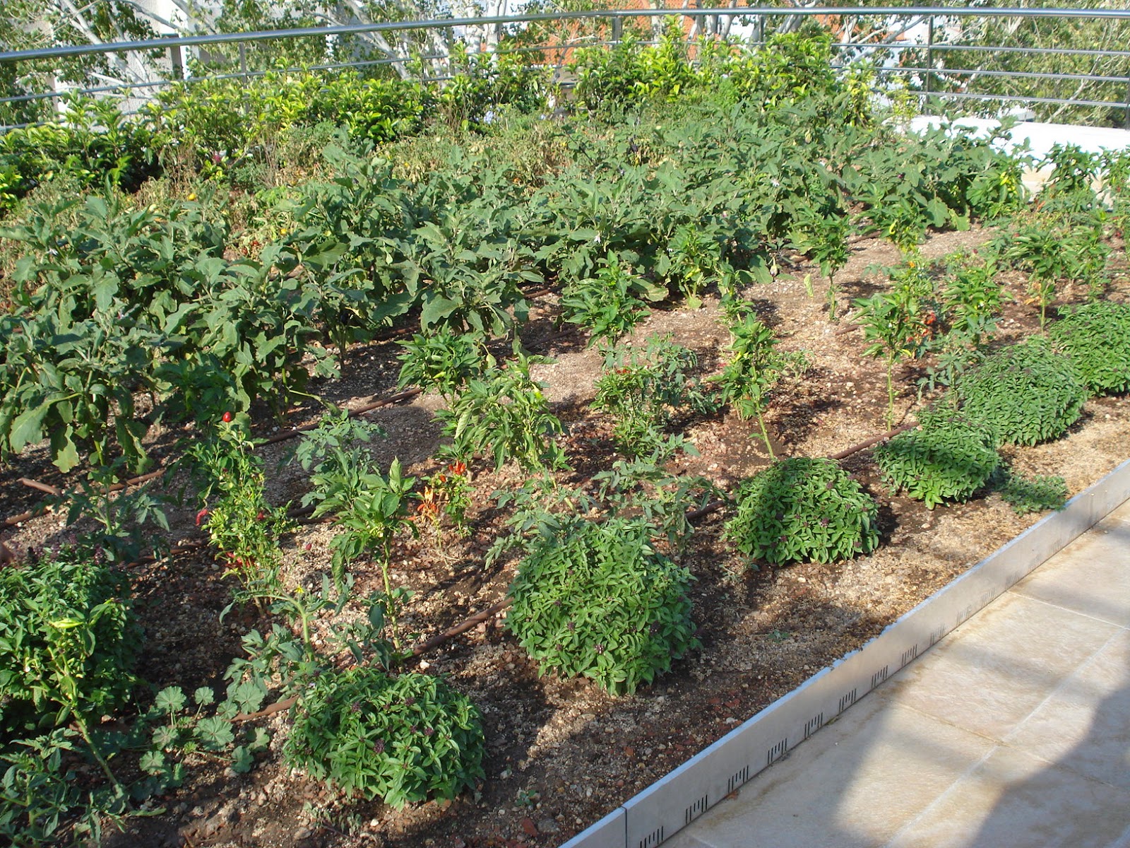 ΤΑΡΑΤΣΟΚΗΠΟΣ...Ο ΚΗΠΟΣ ΤΩΝ ΠΟΛΕΩΝ: Λαχανόκηπος στο δώμα