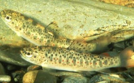 slatkovodna riba vrste: potočna pastrmka