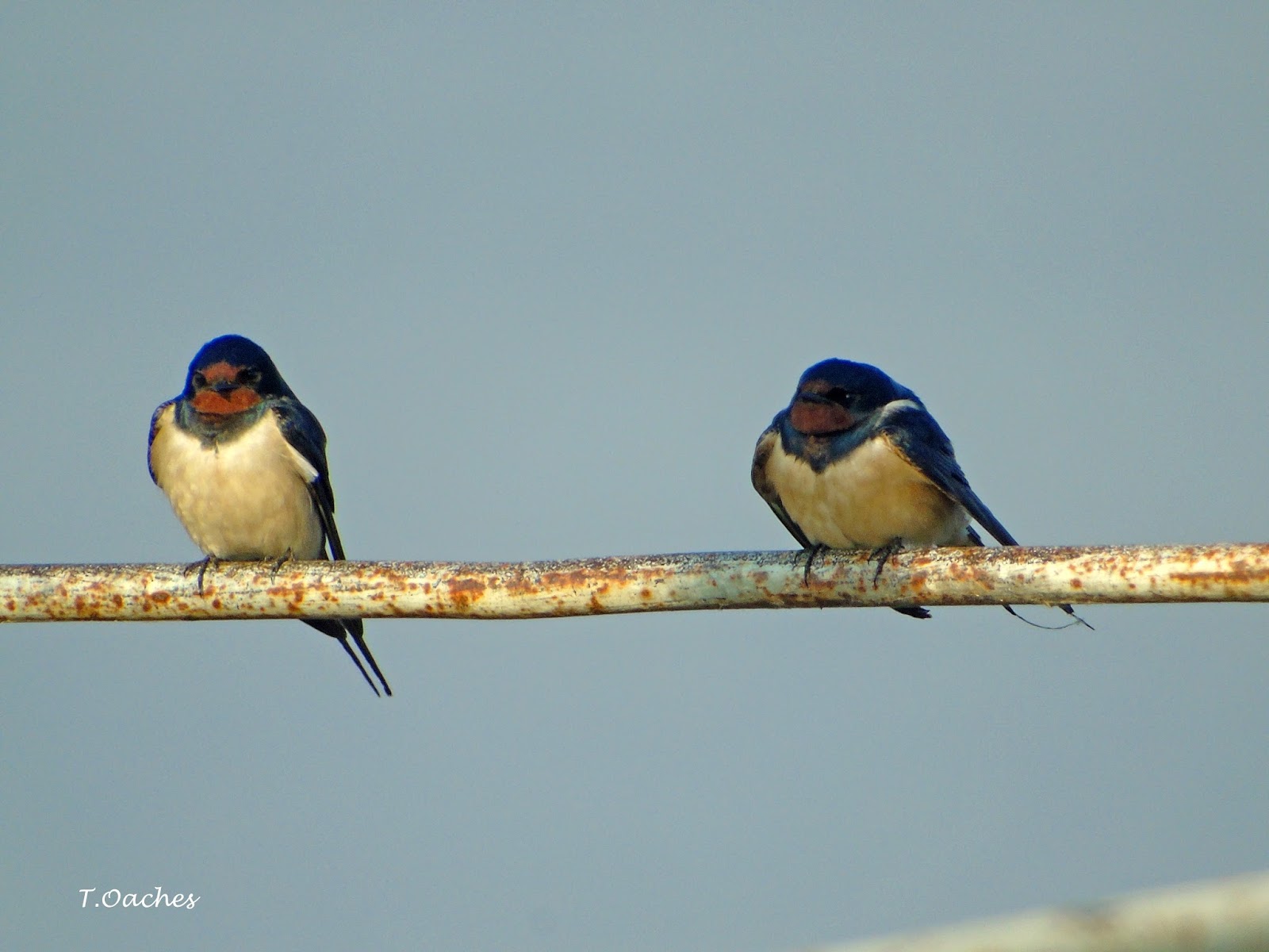 PASARI DIN ROMANIA: RANDUNICA, Hirundo rustica