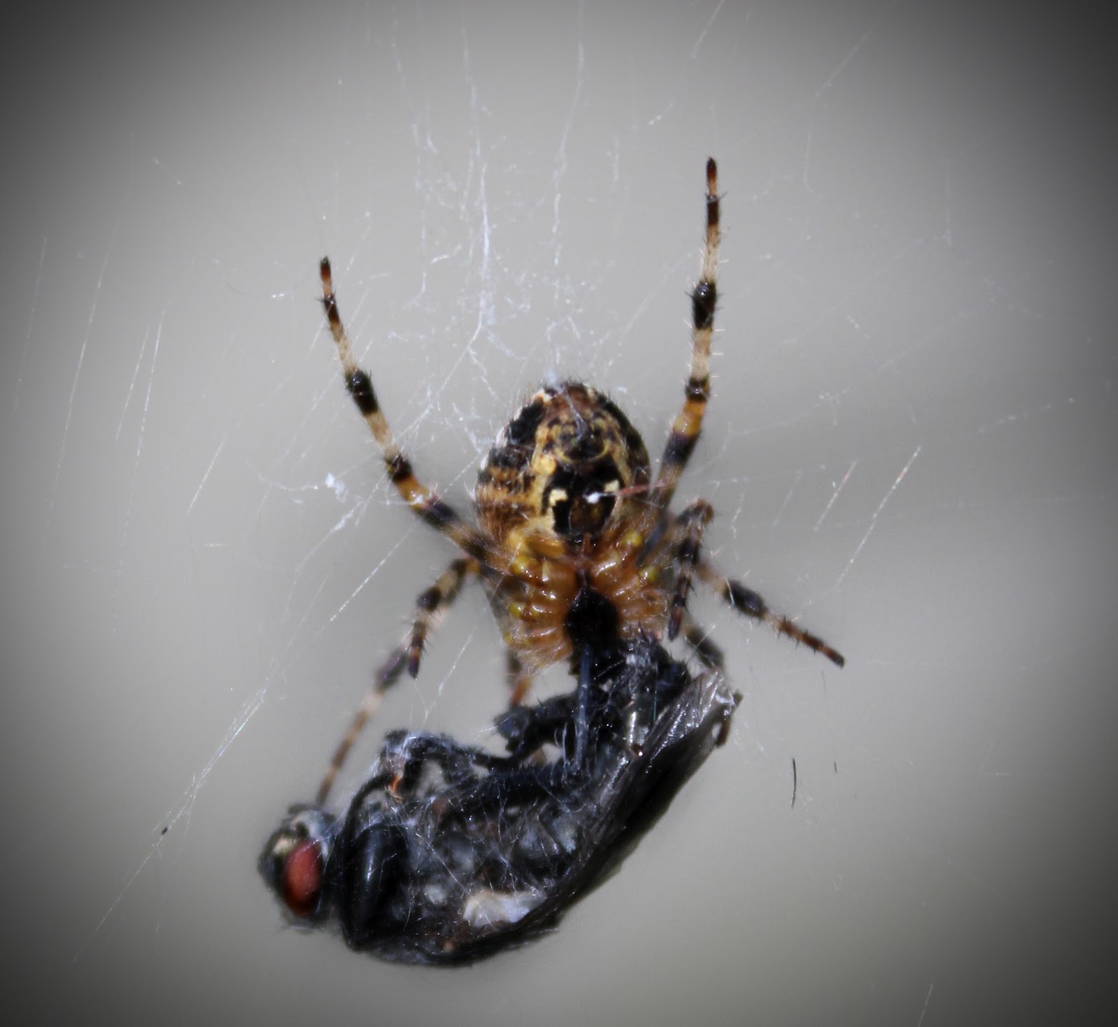The World Through My Eyes: Spider vs Fly