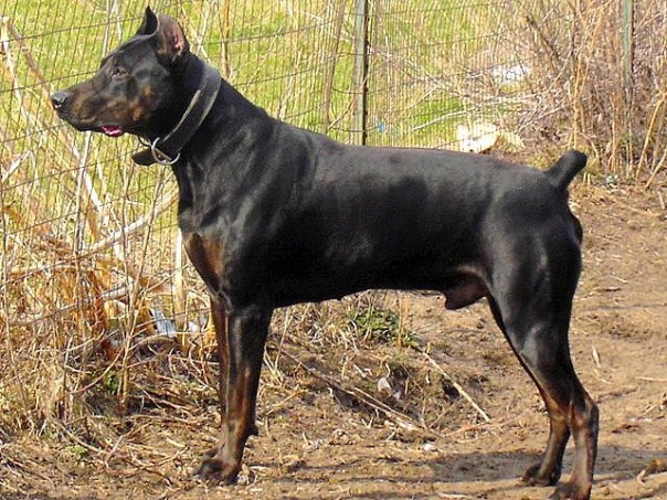 MorsoRosso: Canis Panther ("il cane pantera")
